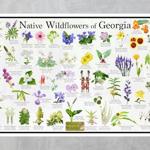 Native Wildflowers of Georgia / State Flower Field Guide Providing ...