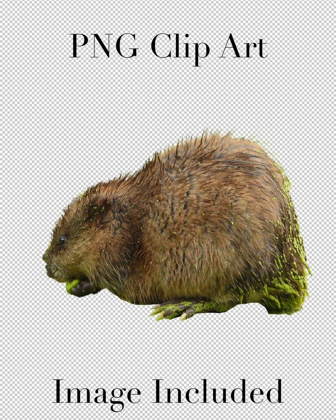 Muskrat Aquatic Animal Clip Art (set of 5) PNG Clipart With Transparent ...