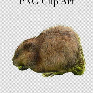 Muskrat Aquatic Animal Clip Art (set of 5) PNG Clipart With Transparent ...