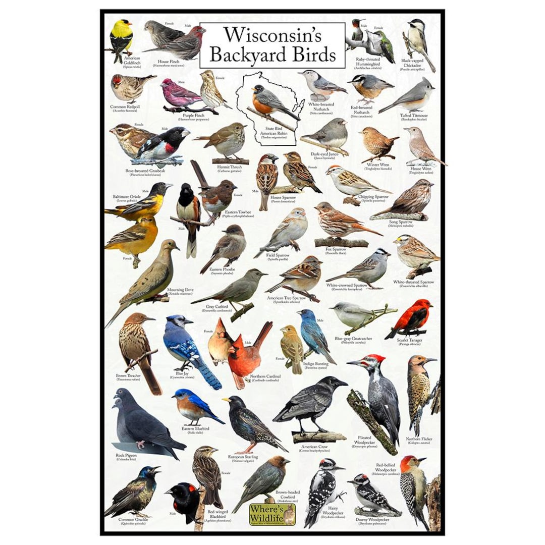 Wisconsin's Backyard Birds Poster - Wisconsin Bird Watching Chart ...