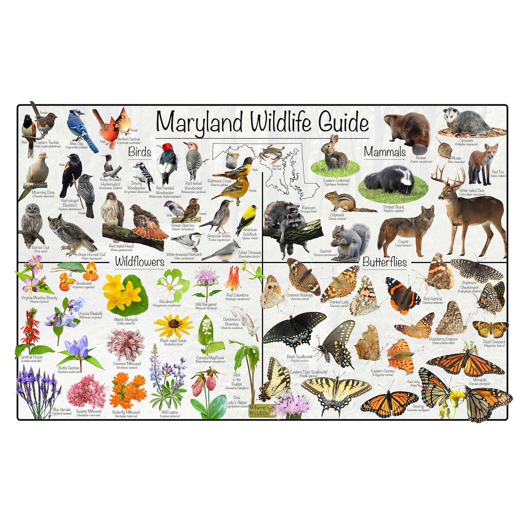 Maryland Wildlife Guide / Id's State Birds, Mammals, Wildflowers, and ...