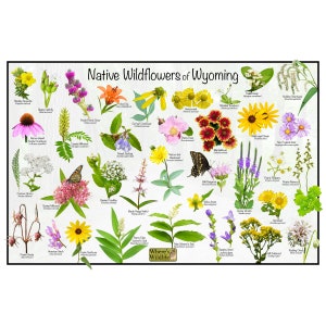 Native Wildflowers of Wyoming / State Flower Field Guide Poster ...