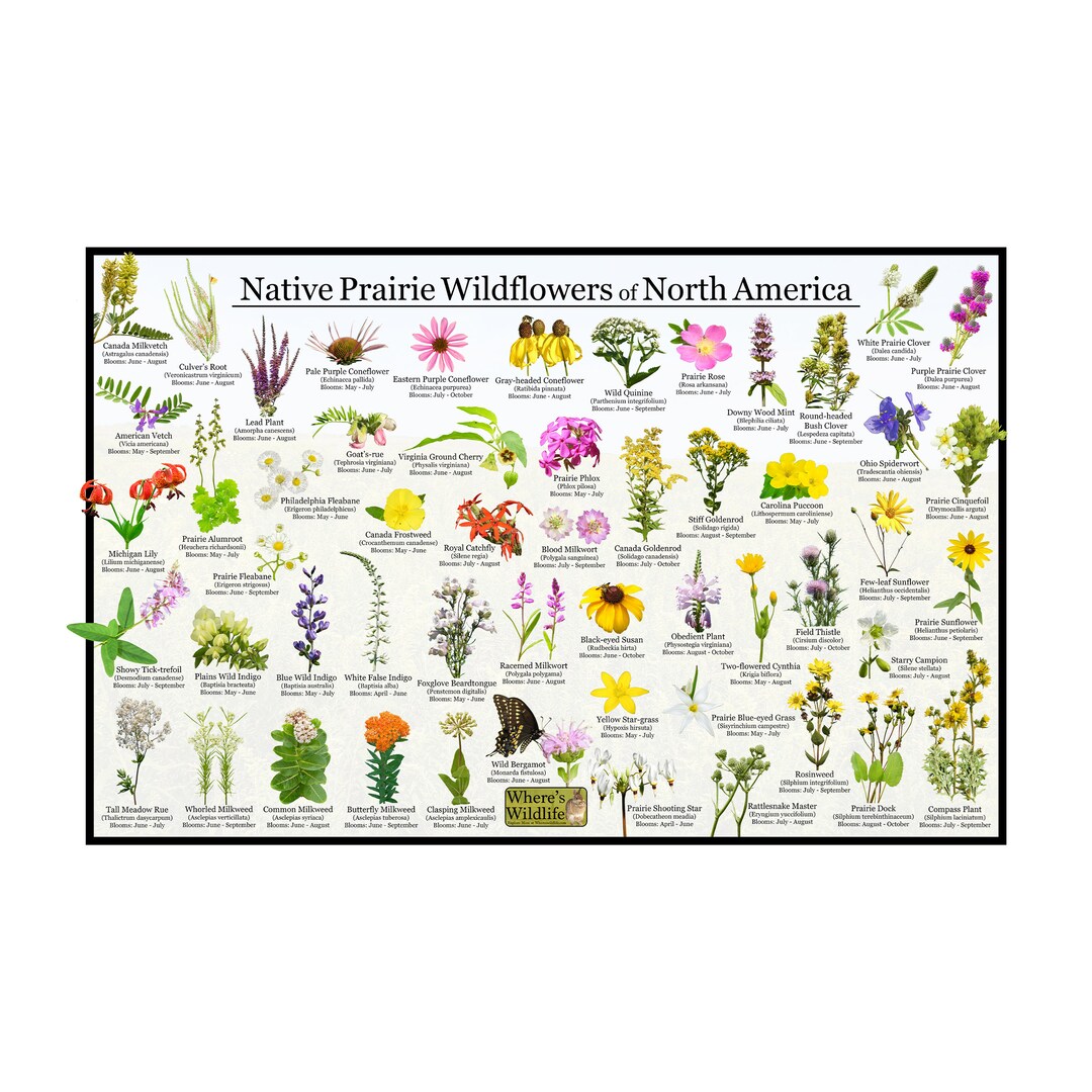 Native Prairie Wildflowers of North America Flower Identification ...