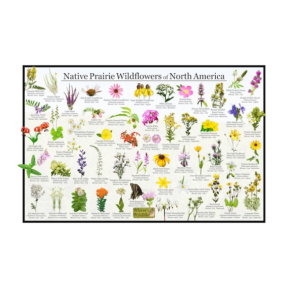 Nombres De Plantas En Ohio