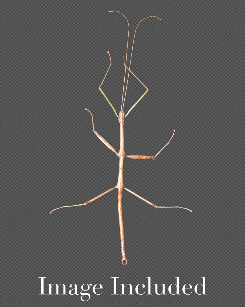 Walking Stick Bugs Clip Art set of 5 PNG Clipart With - Etsy