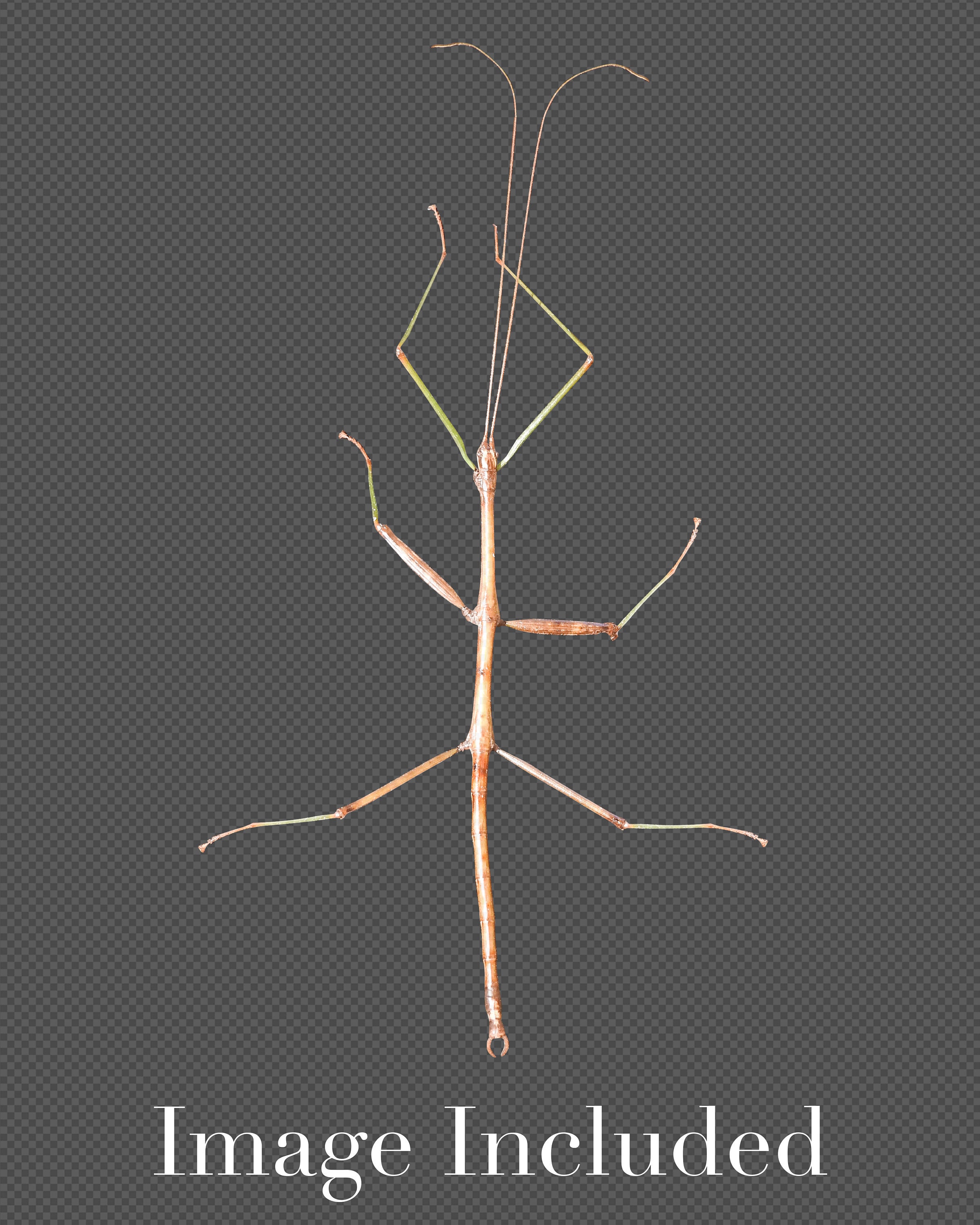 Walking Stick Bugs Clip Art (set of 5) PNG Clipart With Transparent ...