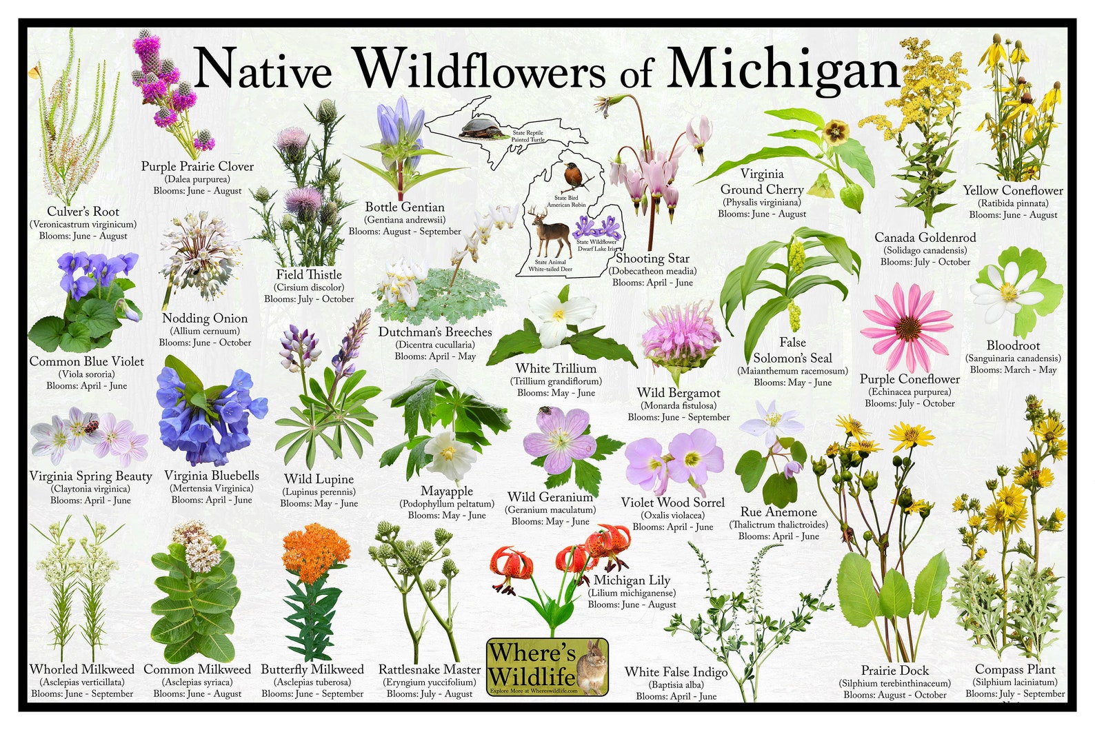Native Wildflowers of Michigan / State Flower Field Guide Providing ...