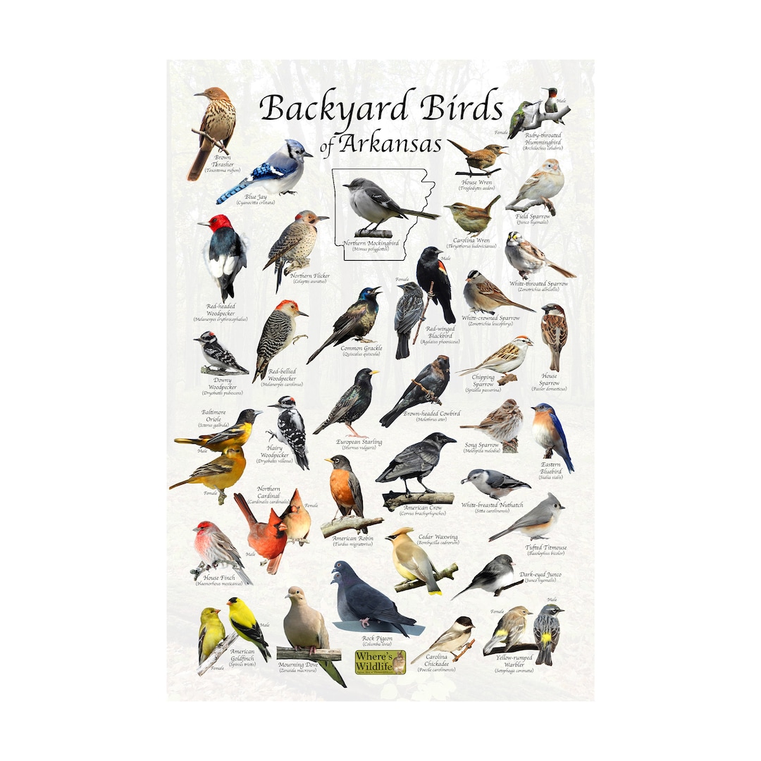 Backyard Birds of Arkansas Bird Identification Poster / Bird ID Field ...