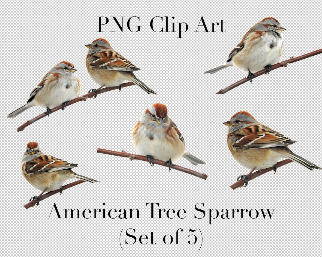 American Tree Sparrow Bird Cutout Set of 5 PNG Clipart With Transparent ...