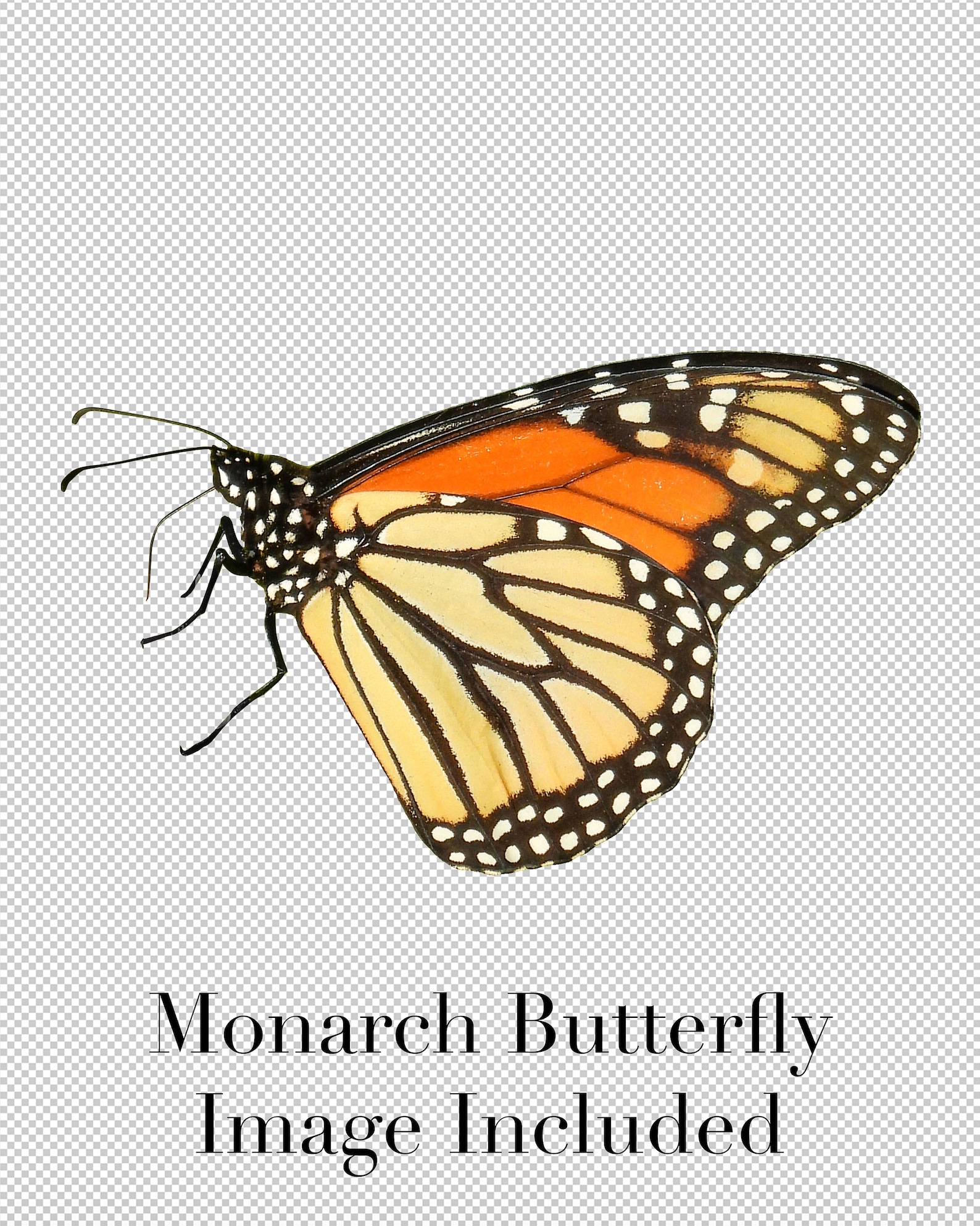 Common Milkweed and Monarchs Clip Art (set of 5) PNG Clipart With ...