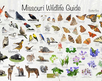 Missouri Mammals Poster - Etsy