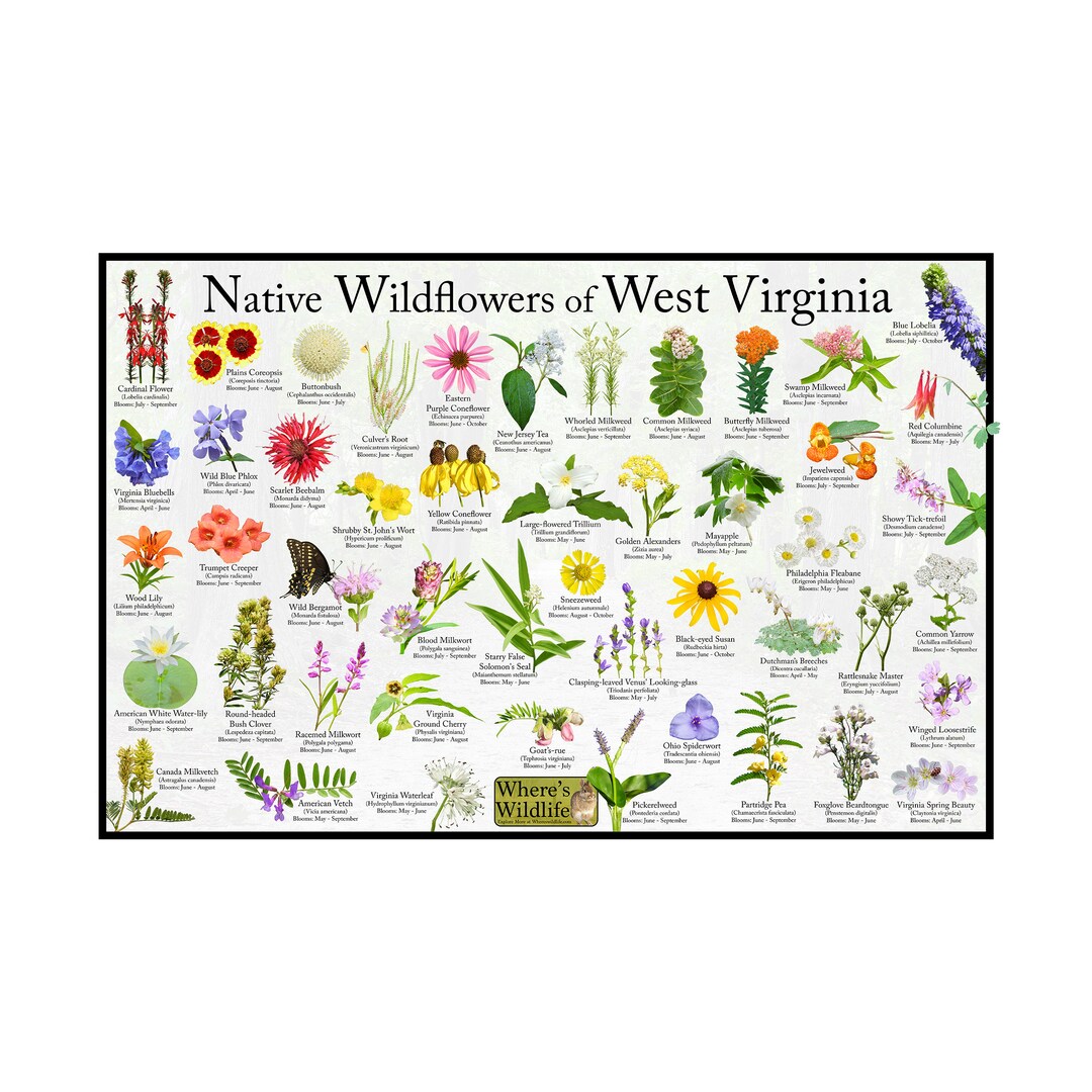 Native Wildflowers of West Virginia / State Flower Field Guide Poster ...