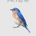 Eastern Bluebird Bird Set of 5 PNG Clipart With Transparent Background ...