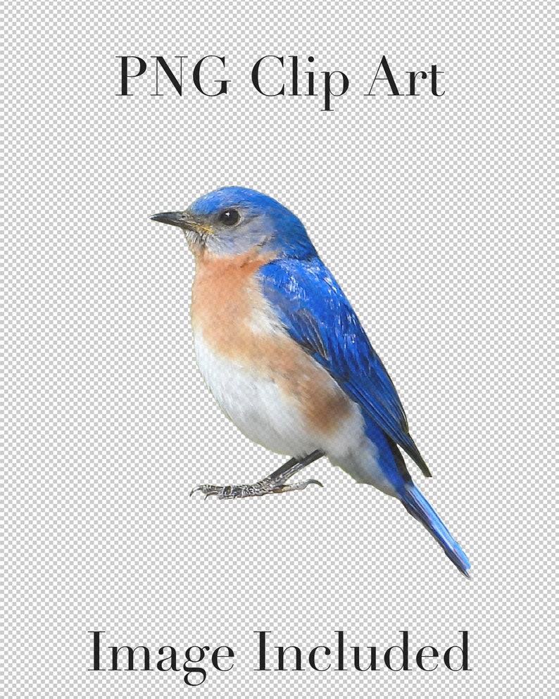 Eastern Bluebird Bird Set of 5 PNG Clipart With Transparent | Etsy