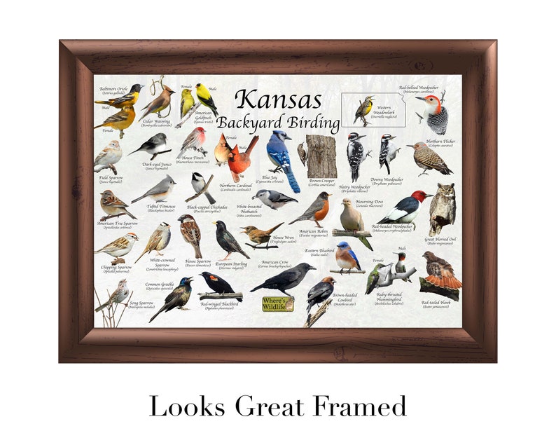 Birds of Kansas Backyard Birding Identification Picture Print - Etsy