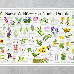 Native Wildflowers of North Dakota / State Flower Field Guide Providing ...