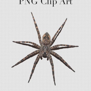 Creepy Crawly Spiders Clip Art (set of 5) PNG Clipart With Transparent ...