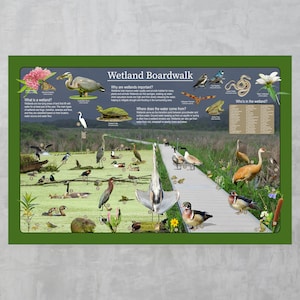 Wetland Boardwalk Educational Nature Poster/fun Kids Wildlife Poster ...