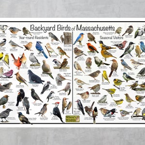 Backyard Birds of Massachusetts Bird Identification Poster Divided by ...