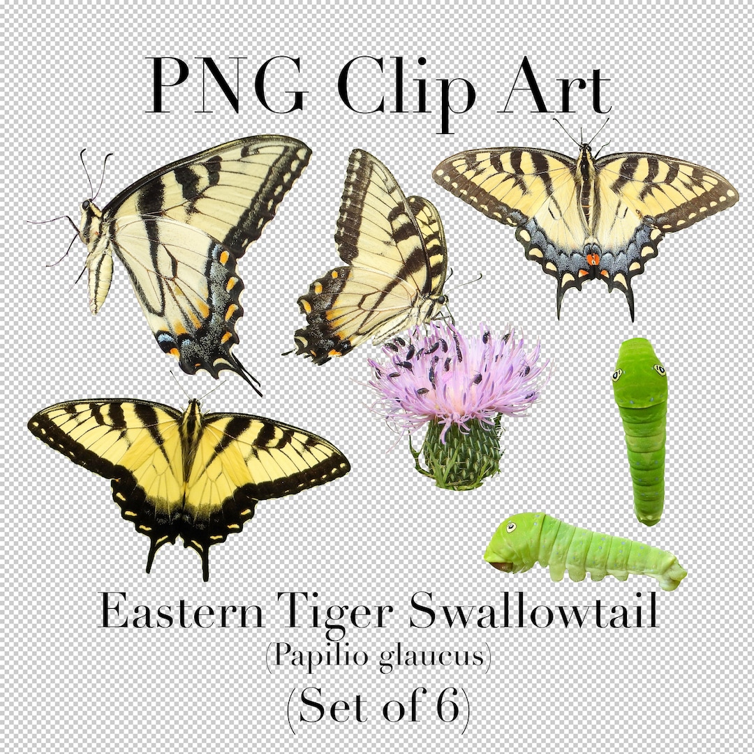 Eastern Tiger Swallowtail Butterfly Drawing