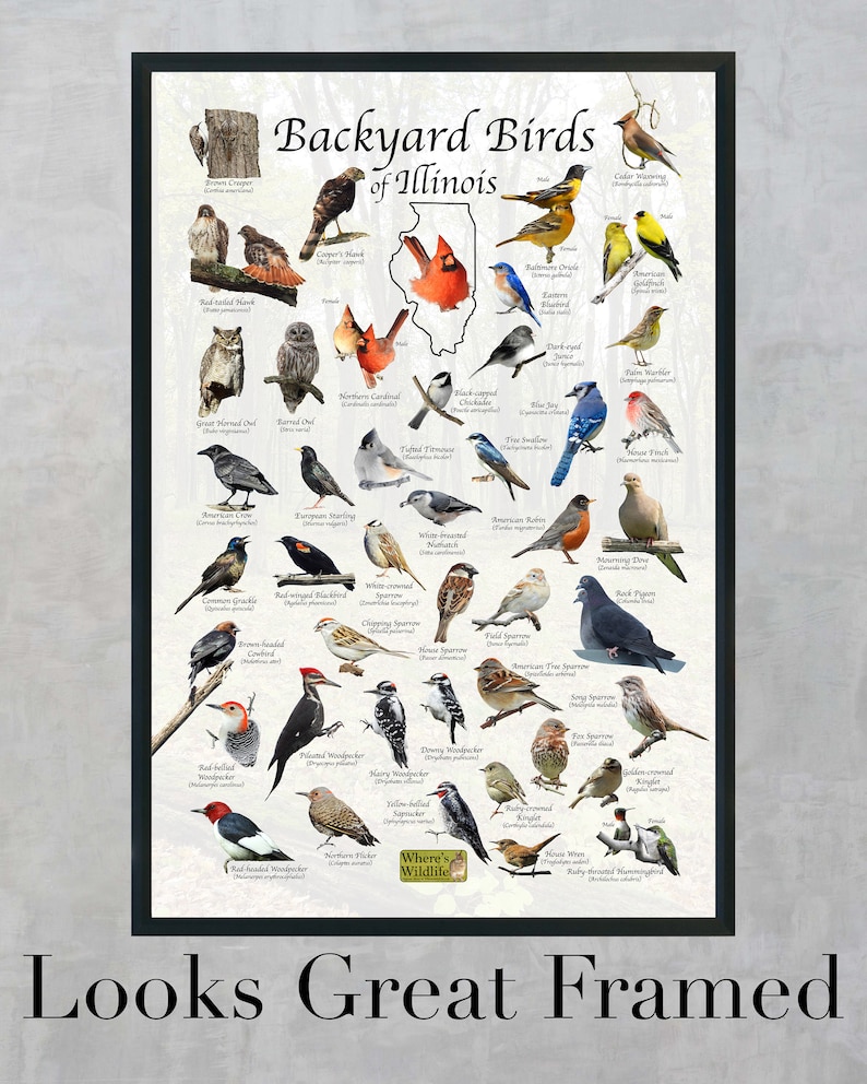 Backyard Birds of Illinois Bird Identification Poster / Bird - Etsy