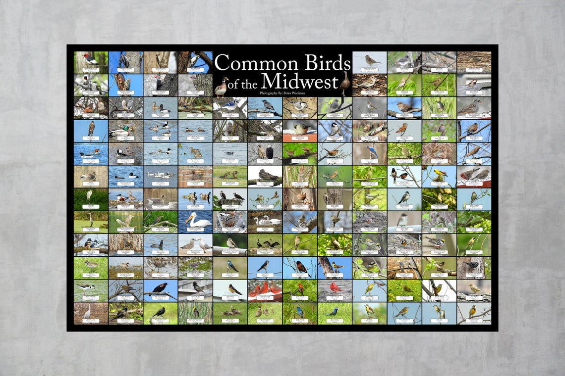Common Birds of the Midwest Nature Collage Poster / Contains 136 ...