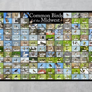 Common Birds of the Midwest Nature Collage Poster / Contains 136 ...