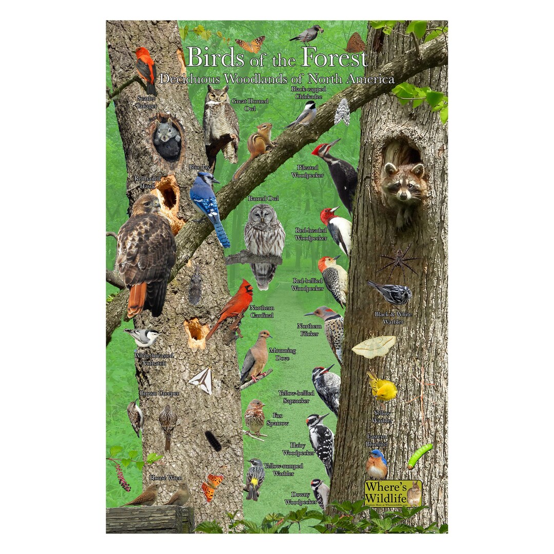 Birds of the Forest Fun and Educational Bird Poster Providing Photo ID ...