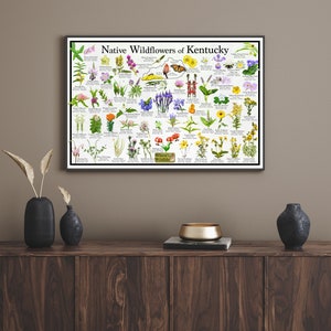 Native Wildflowers of Kentucky / State Flower Field Guide Poster ...