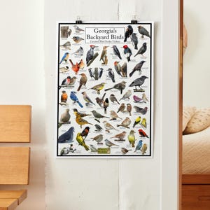 Georgia's Backyard Birds Poster - Georgia Bird Watching Chart ...