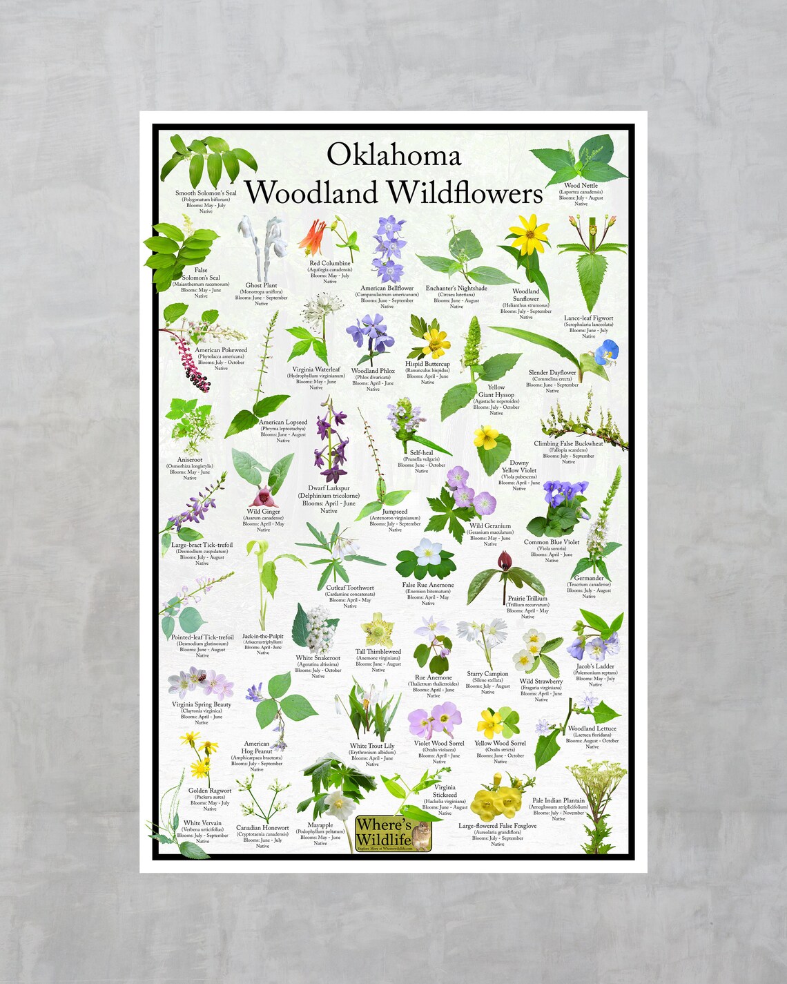 Oklahoma Woodland Wildflower Poster / Native Flower - Etsy
