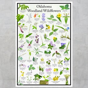 Oklahoma Woodland Wildflower Poster / Native Flower Identification ...
