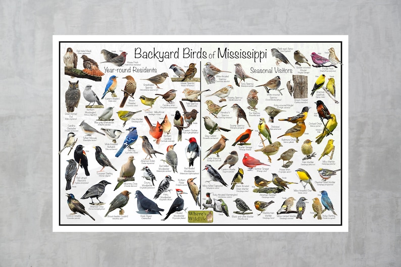 Backyard Birds of Mississippi Bird Identification Poster - Etsy