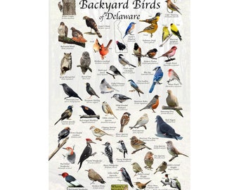 Birds of Oklahoma Backyard Birding Identification Picture | Etsy