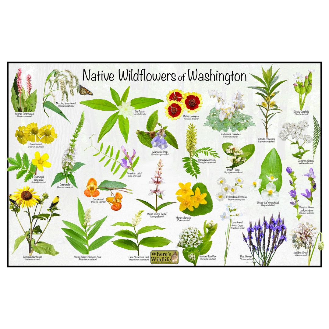 Native Wildflowers of Washington / State Flower Field Guide Poster ...