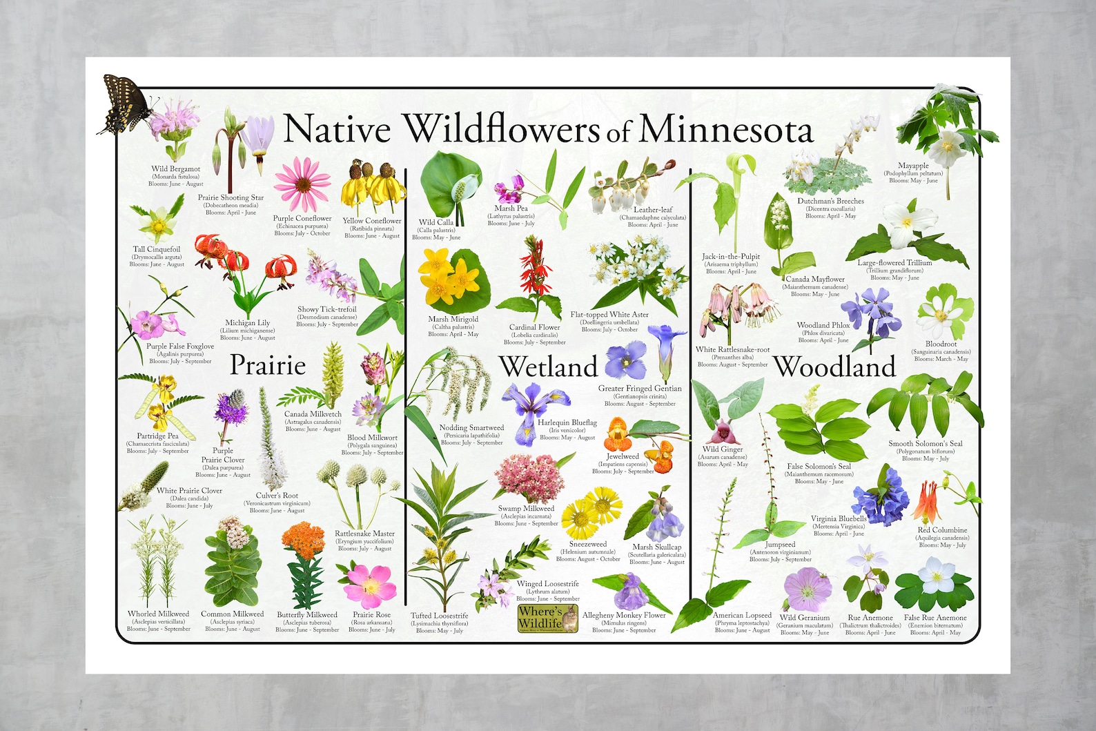 Native Wildflowers of Minnesota Flower Identification Poster Divided ...
