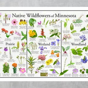 Native Wildflowers of Minnesota Flower Identification Poster Divided ...