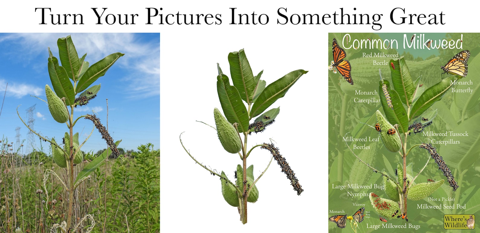 Creepy Crawly Spiders Clip Art set of 5 PNG Clipart With - Etsy