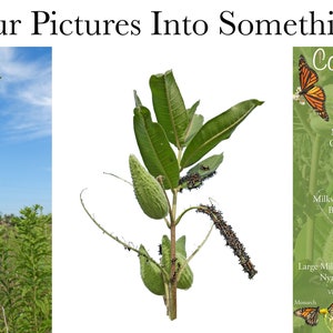 Creepy Crawly Spiders Clip Art (set of 5) PNG Clipart With Transparent ...