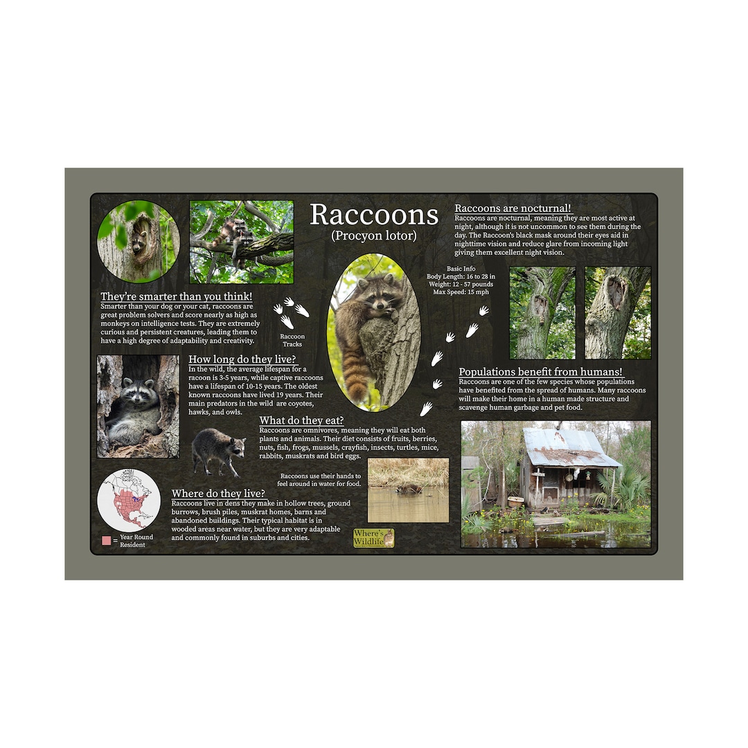 Raccoon (procyon Lotor) Educational Nature Poster Providing Fun Facts ...