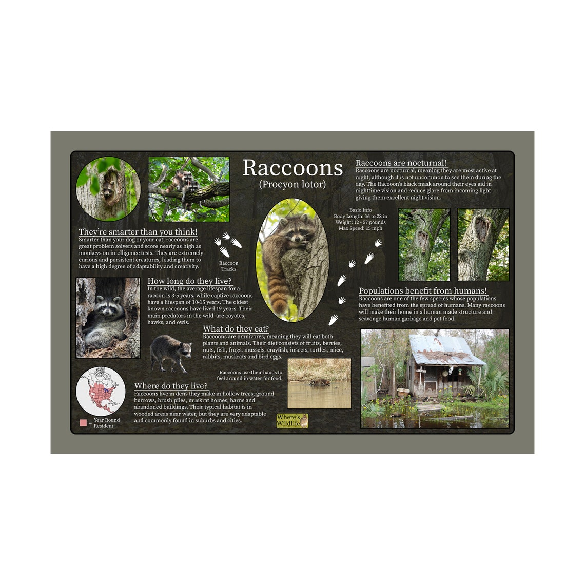 Raccoon (procyon Lotor) Educational Nature Poster Providing Fun Facts ...