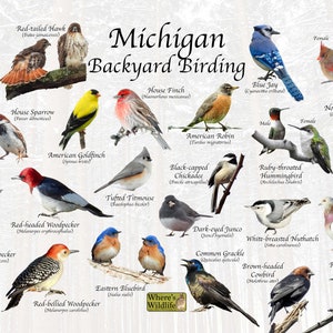 Birds of Michigan Backyard Birding Identification Picture Print/ Great ...