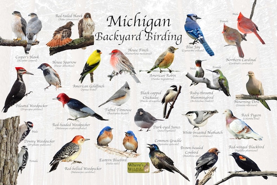 Birds of Michigan Backyard Birding Identification Picture - Etsy