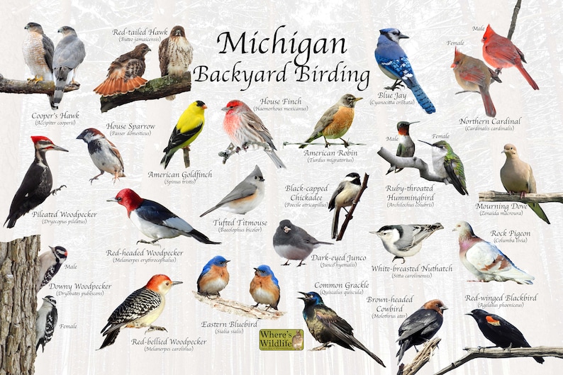 Birds of Michigan Backyard Birding Identification Picture - Etsy