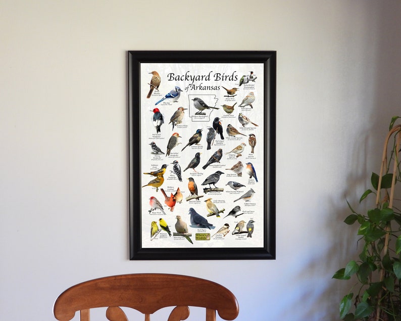 Backyard Birds of Arkansas Bird Identification Poster / Bird ID Field ...