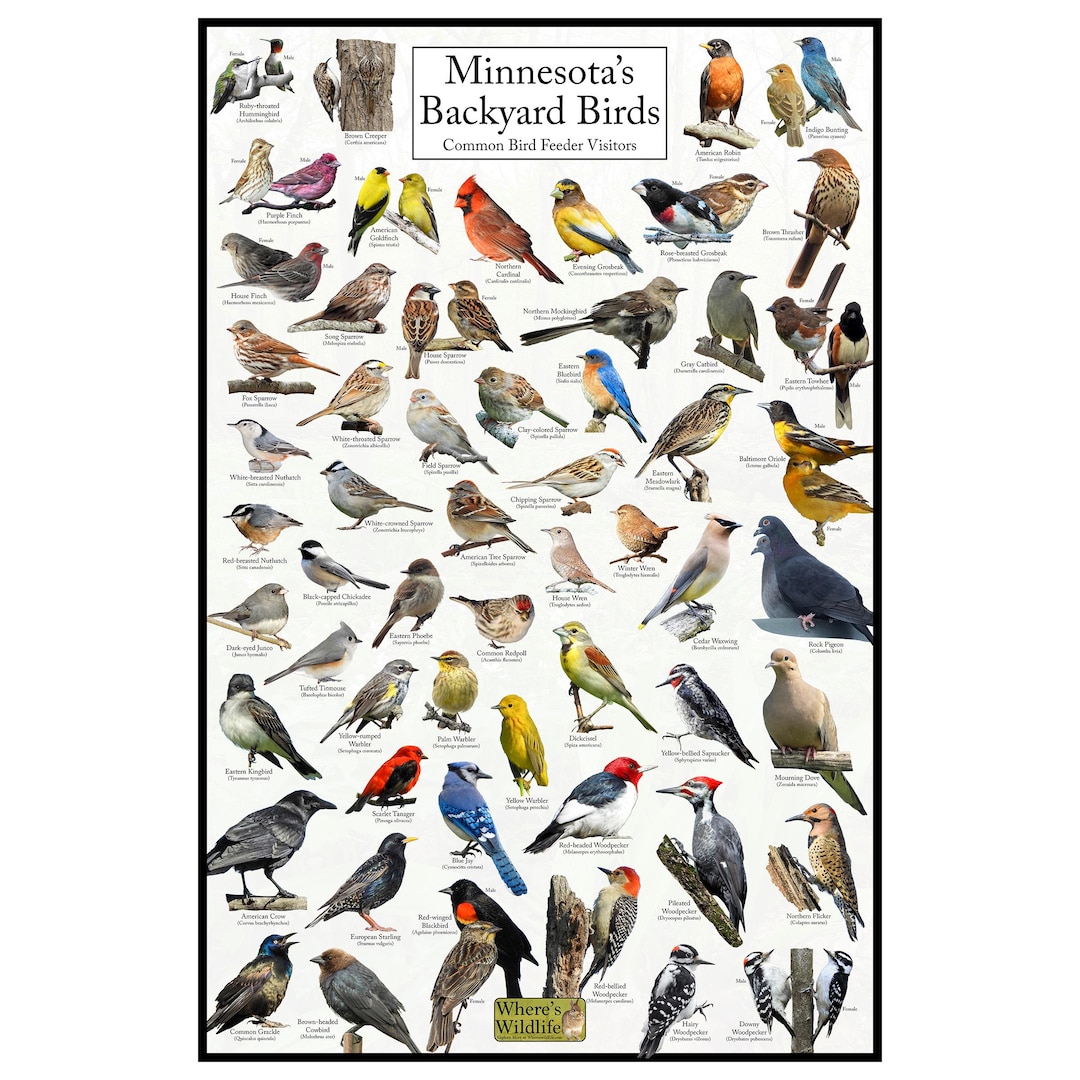 Minnesota's Backyard Birds Poster - Minnesota Bird Watching Chart ...