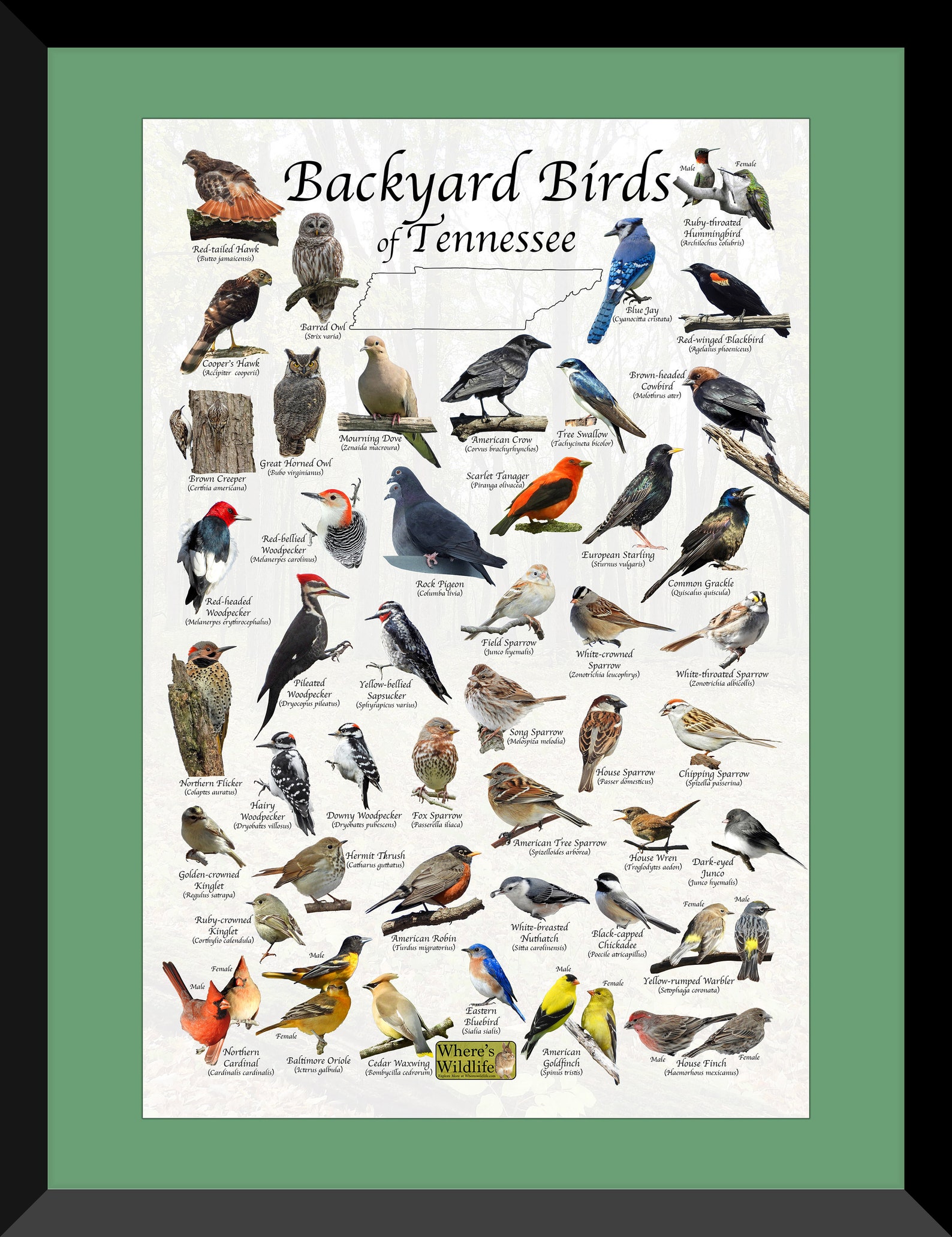 Backyard Birds of Tennessee Bird Identification Poster / Bird - Etsy