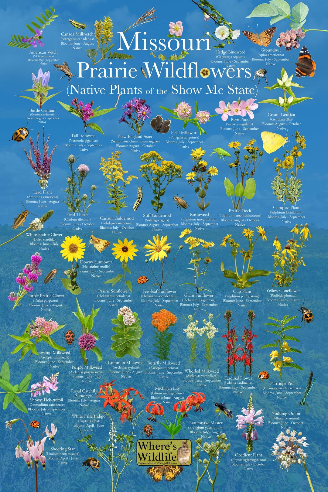 Native Prairie Wildflowers of Missouri the Show Me State Plant and ...