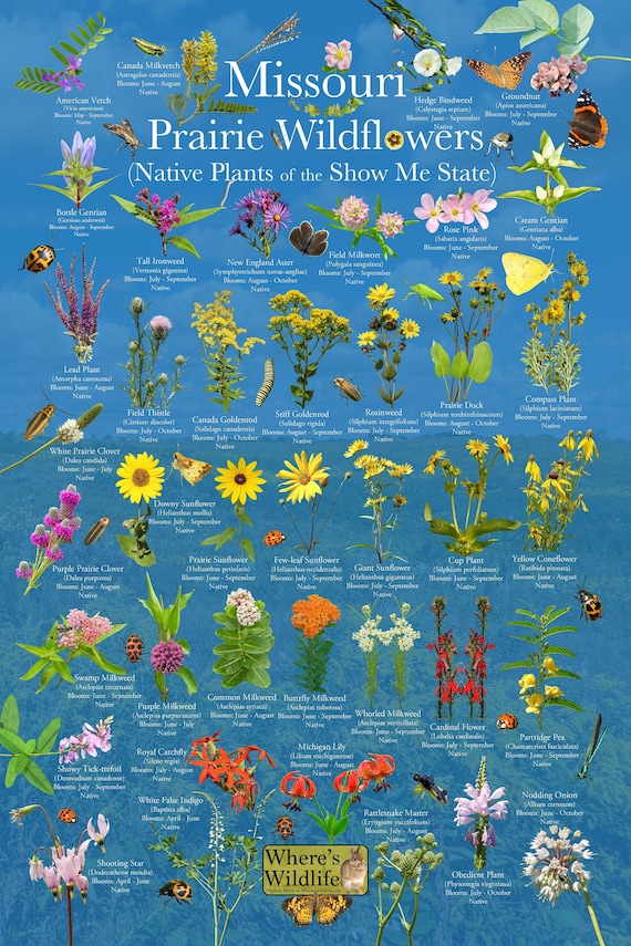 Native Missouri Wildflowers on Sale | dakora.com.co Native Missouri Wildflowers on Sale | dakora.com.co