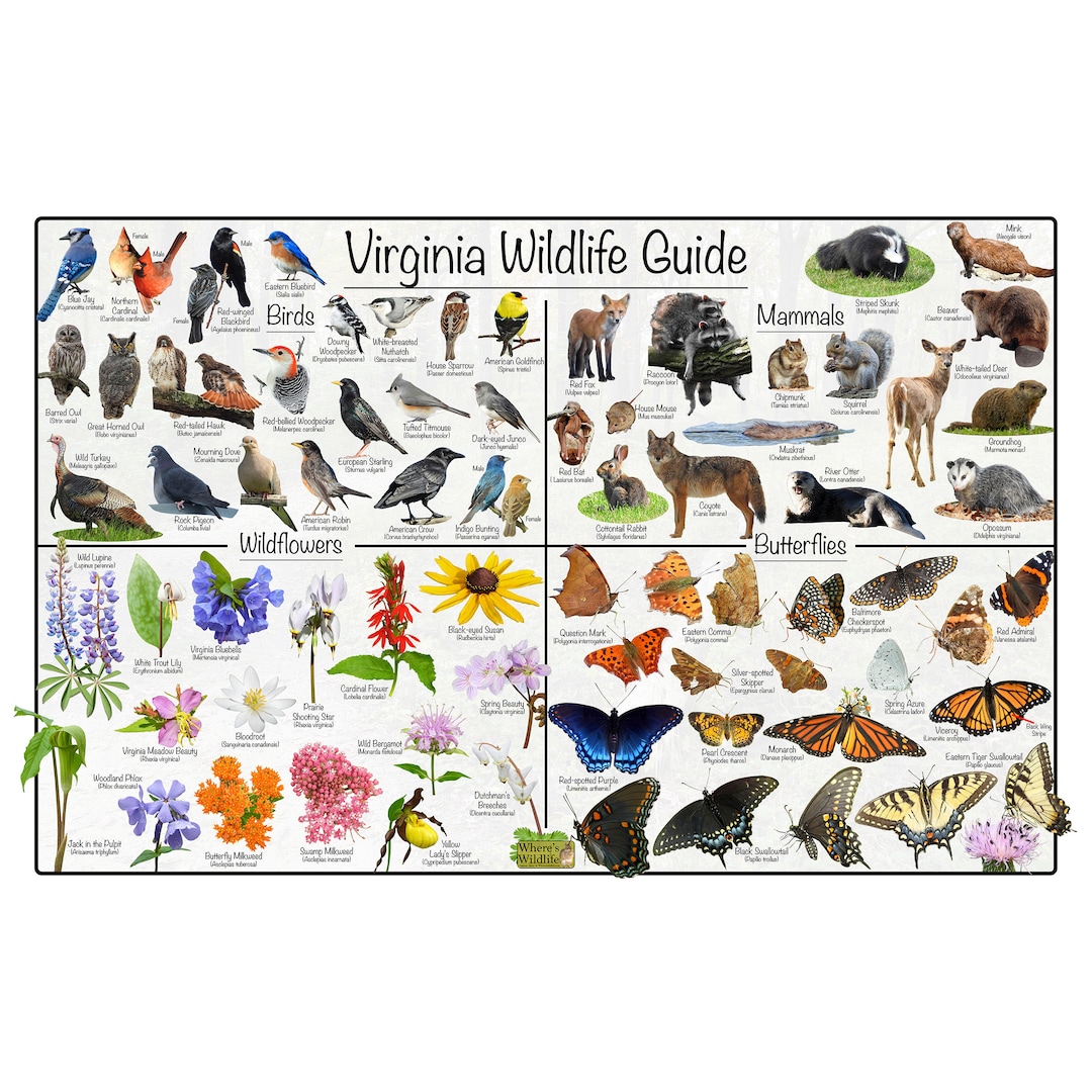 Virginia Wildlife Guide - Id's State Birds, Mammals, Wildflowers, and ...